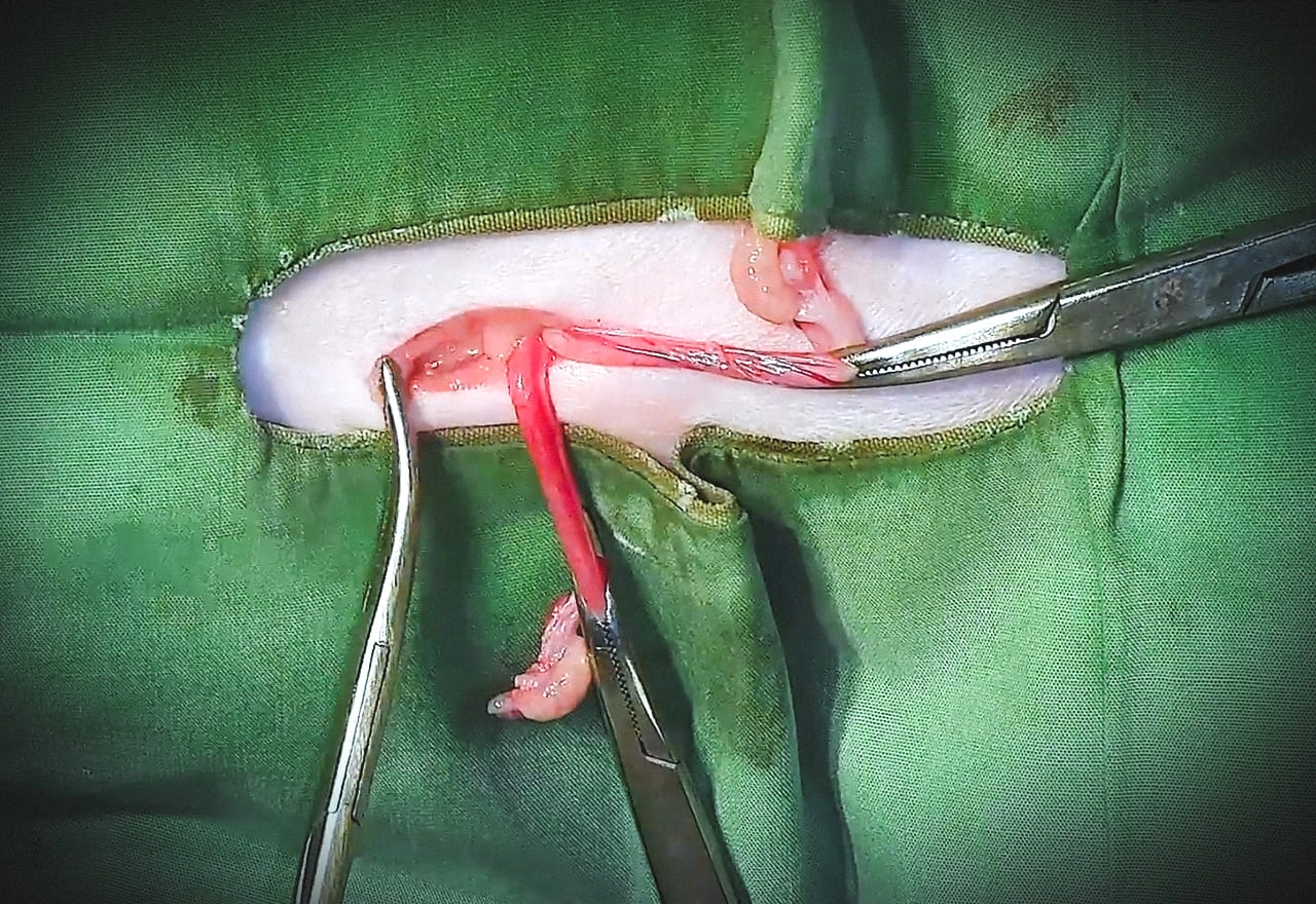 Cat Spay - VeterFlix – 3D Veterinary Surgical Education