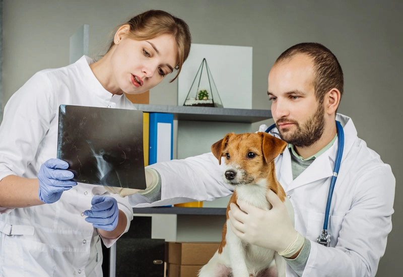 2D Extrinsic Muscles of the Thoracic Limb - VeterFlix – 3D Veterinary ...